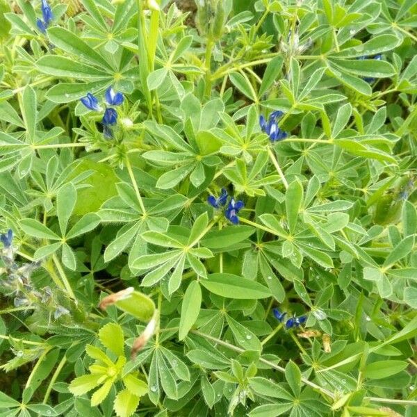 Sandplain Lupine (Lupinus Cosentinii) Care Guide: Water, Soil ...