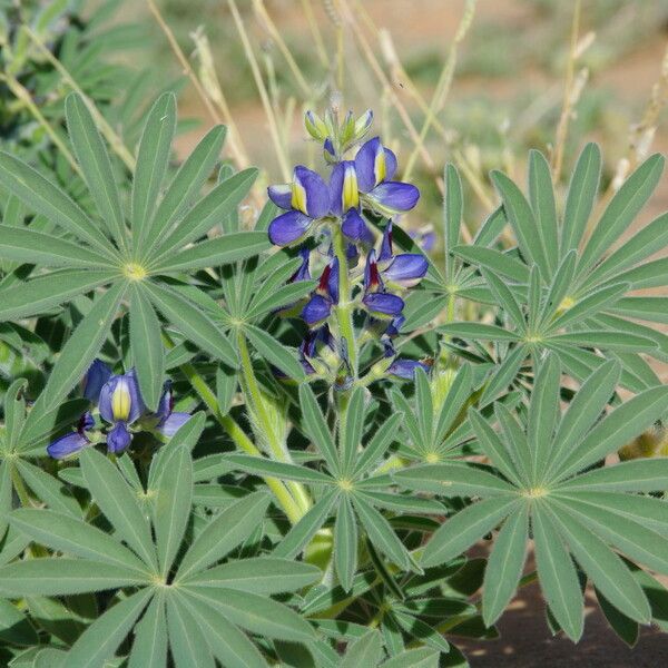 Egyptian Lupine (Lupinus Digitatus) Care Guide: Water, Soil ...