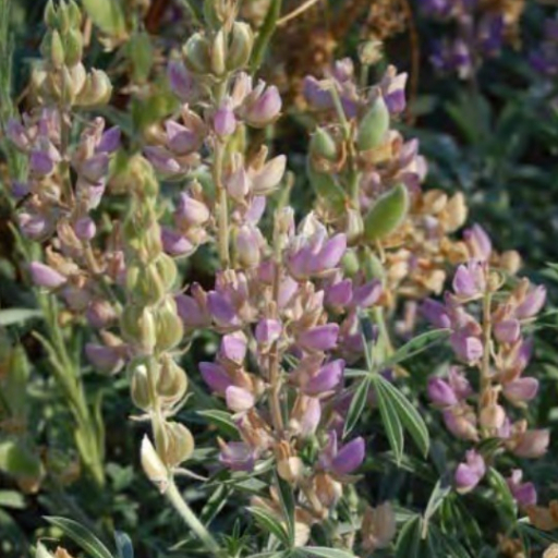 Summer Lupine (Lupinus Formosus) Plant Care & How to Grow, Water
