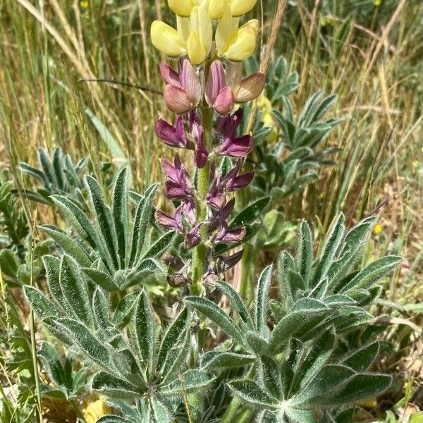 Lupinus Gredensis Plant Care & How to Grow, Water