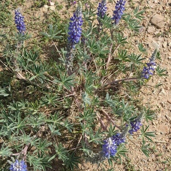 Lupinus Hieronymi Care Guide: Water, Soil & Propagation - Plantiary