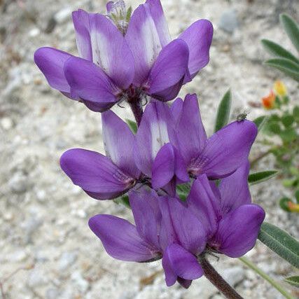 Sunset Lupine (Lupinus Horizontalis) Plant Care & How to Grow, Water