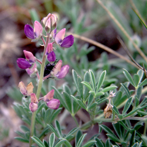 Lupinus Littoralis Plant Care & How to Grow, Water