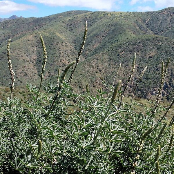 Longleaf Bush Lupine (Lupinus Longifolius) Plant Care & How to Grow, Water