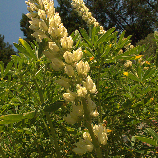 Butter Lupine (Lupinus Luteolus) Plant Care & How to Grow, Water