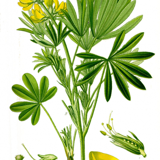 European Yellow Lupine (Lupinus Luteus) Plant Care & How to Grow, Water