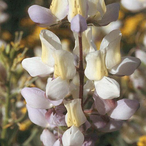 Jawleaf Lupine (Lupinus Malacophyllus) Care Guide: Water, Soil ...