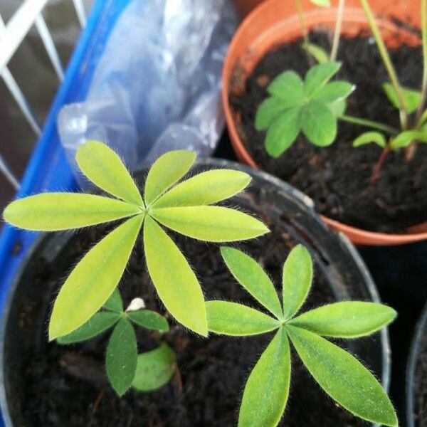 Bitter Blue Lupin (Lupinus Micranthus) Plant Care & How to Grow, Water