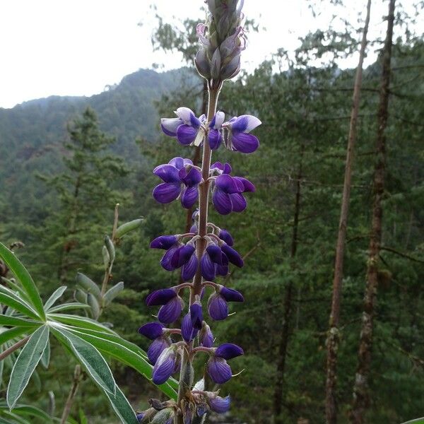Albany Pitcher (Cephalotus Follicularis) Plant Care & How to Grow, Water
