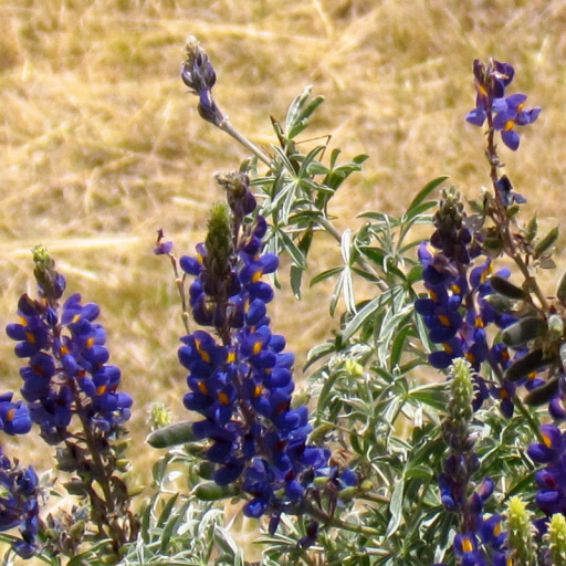 Tarwi (Lupinus Mutabilis) Plant Care & How to Grow, Water