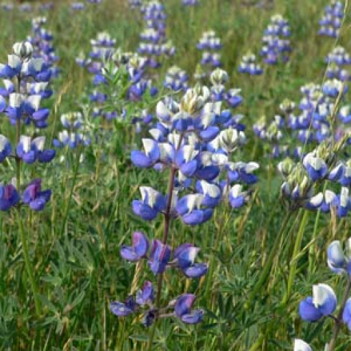 Sky Lupine (Lupinus Nanus) Plant Care & How to Grow, Water