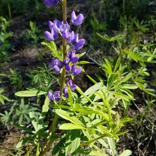 Oregon Lupine (Lupinus Oreganus) Care Guide: Water, Soil & Propagation ...