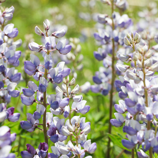 Wild Perennial Lupine (Lupinus Perennis) Plant Care & How to Grow, Water