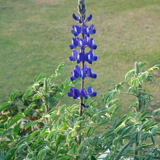 Blue Lupine (Lupinus Pilosus) Plant Care & How to Grow, Water