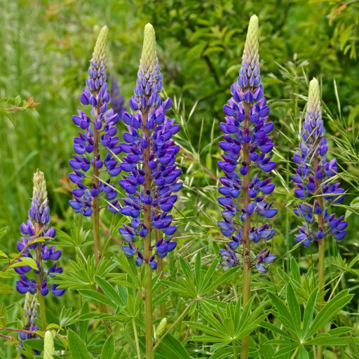 Garden Lupine (Lupinus Polyphyllus) Plant Care & How to Grow, Water