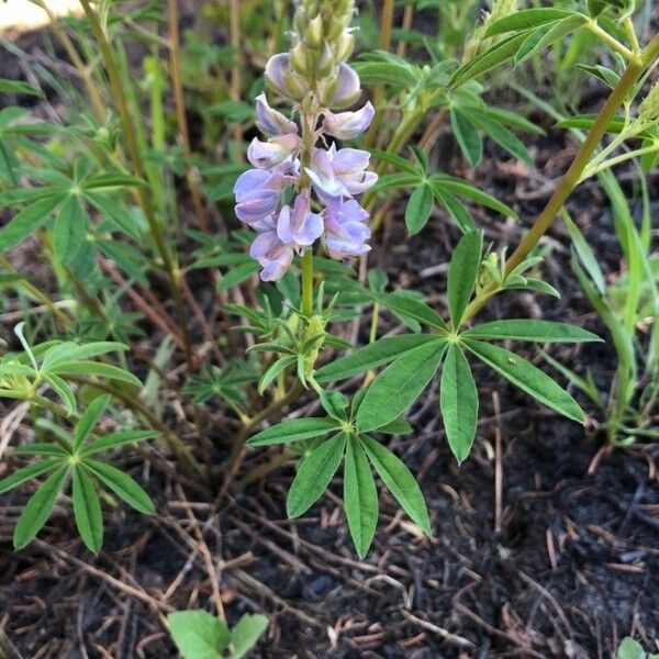 Hairy Bigleaf Lupine (Lupinus Prunophilus) Care Guide: Water, Soil ...