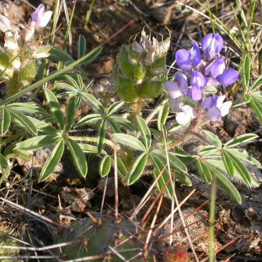 Rusty Lupine (Lupinus Pusillus) Plant Care & How to Grow, Water