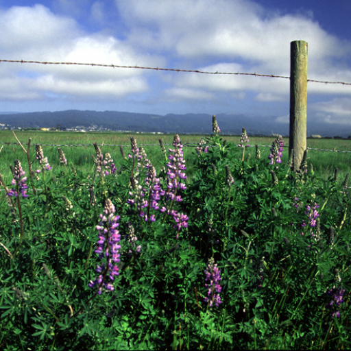 Stream Lupine (Lupinus Rivularis) Plant Care & How to Grow, Water