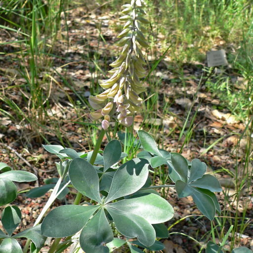 Cobb Mountain Lupine (Lupinus Sericatus) Plant Care & How to Grow, Water