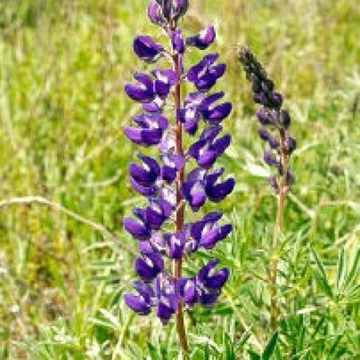 Silky Lupine (Lupinus Sericeus) Plant Care & How to Grow, Water