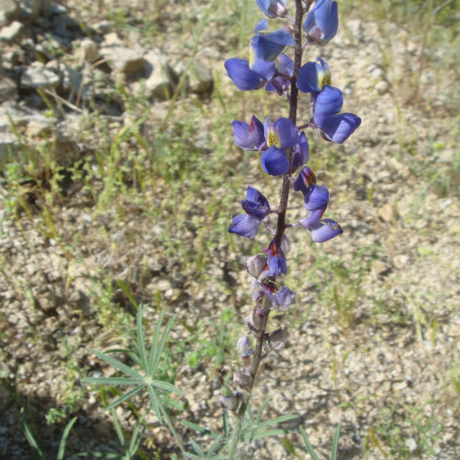 Coulter's Lupine (Lupinus Sparsiflorus) Plant Care & How to Grow, Water