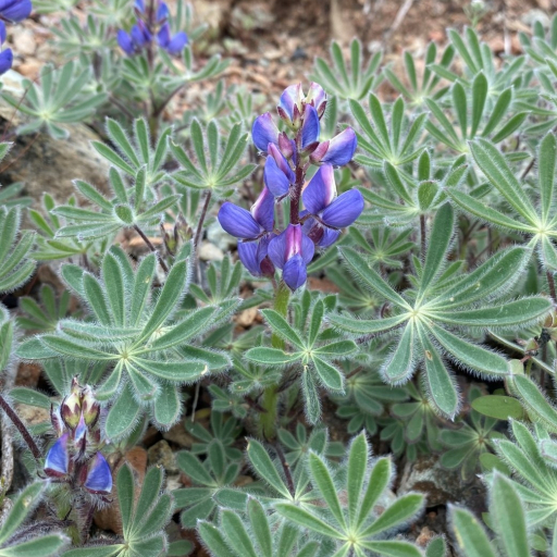 Shaggyhair Lupine (Lupinus Spectabilis) Plant Care & How to Grow, Water
