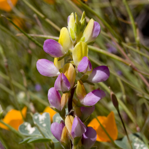 Harlequin Lupine (Lupinus Stiversii) Plant Care & How to Grow, Water
