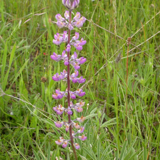 Sulphur Lupine (Lupinus Sulphureus) Plant Care & How to Grow, Water