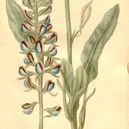 Lady Lupine (Lupinus Villosus) Plant Care & How to Grow, Water