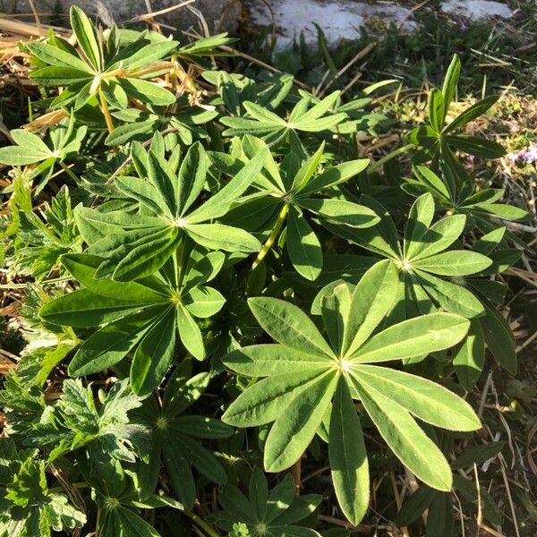 Russell Lupine (Lupinus X Regalis) Plant Care & How to Grow, Water