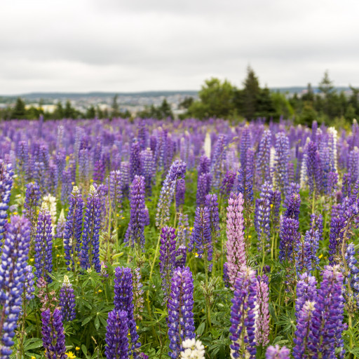 Lupines (Lupinus) Care Guide: Water, Soil & Propagation - Plantiary