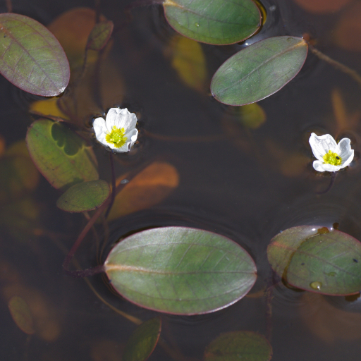 Floating-Water-ain (Luronium Natans) Plant Care & How to Grow, Water