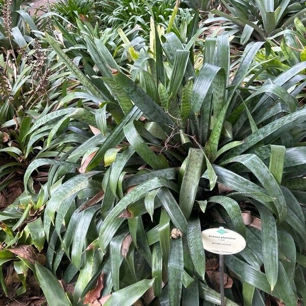 Lutheria Glutinosa Plant Care & How to Grow, Water