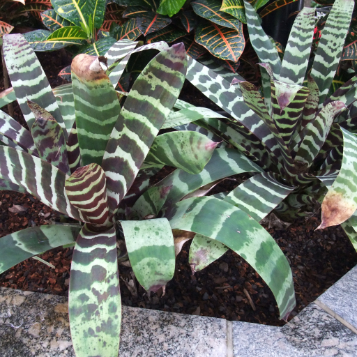 Flaming Sword (Lutheria Splendens) Plant Care & How to Grow, Water