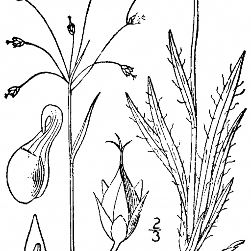 Hairy Woodrush (Luzula Acuminata) Plant Care & How to Grow, Water