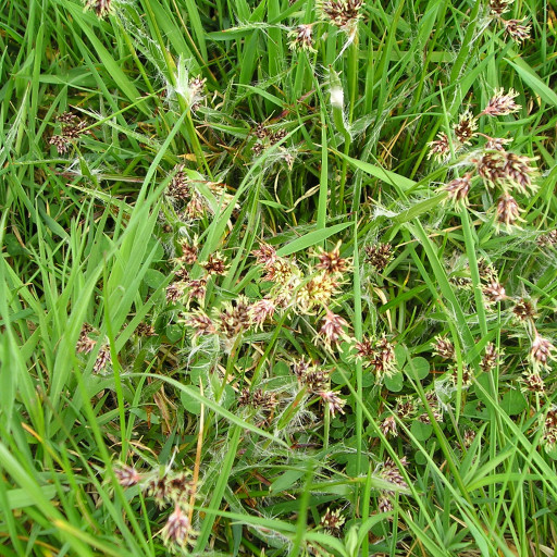 Field Wood-Rush (Luzula Campestris) Plant Care & How to Grow, Water