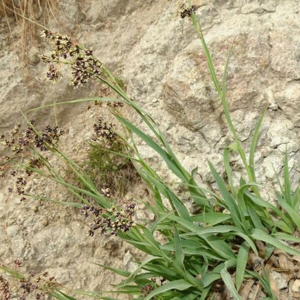 Luzula Desvauxii Plant Care & How to Grow, Water