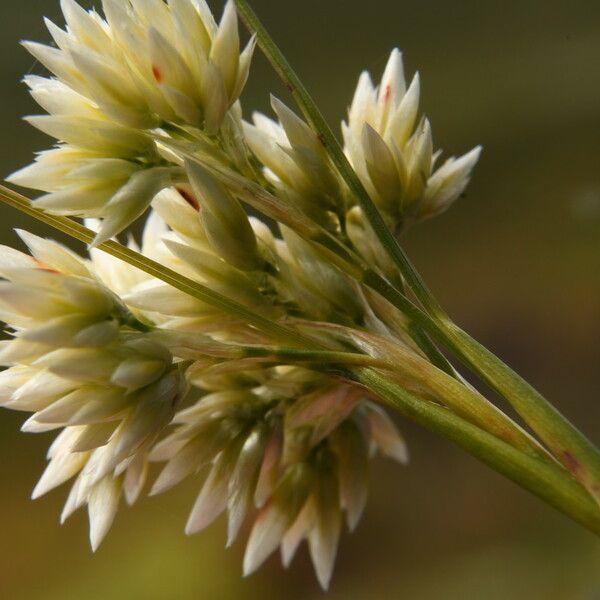 Luzula Lactea Plant Care & How to Grow, Water