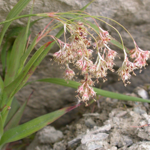 Yellow Wood-rush (Luzula Lutea) Plant Care & How to Grow, Water