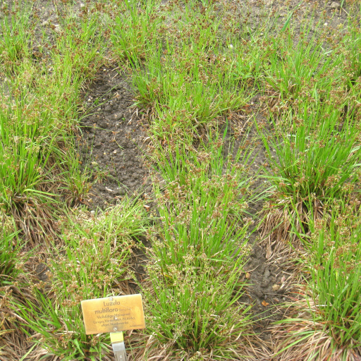 Heath Woodrush (Luzula Multiflora) Plant Care & How to Grow, Water