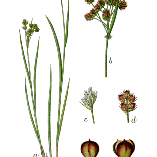 Pale European Wood-Rush (Luzula Pallescens) Plant Care & How to Grow, Water