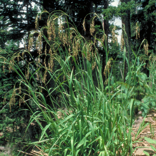 Small-flower Wood-rush (Luzula Parviflora) Plant Care & How to Grow, Water