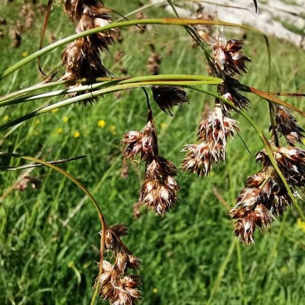 Luzula Pediformis Plant Care & How to Grow, Water