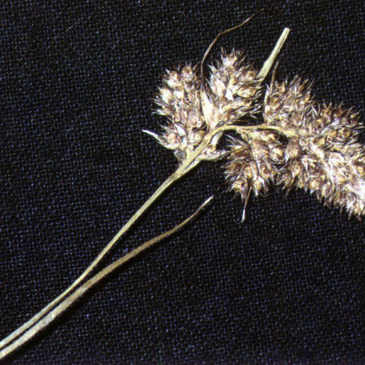 Spiked Wood-Rush (Luzula Spicata) Plant Care & How to Grow, Water