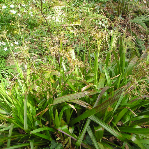 Great Wood-rush (Luzula Sylvatica) Plant Care & How to Grow, Water