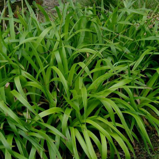 Wood-Rush (Luzula) Care Guide: Water, Soil & Propagation - Plantiary