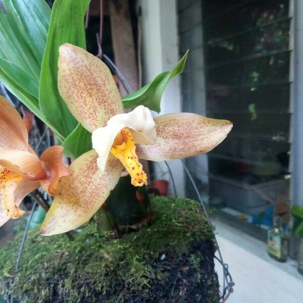 Lycaste Deppei Plant Care & How to Grow, Water
