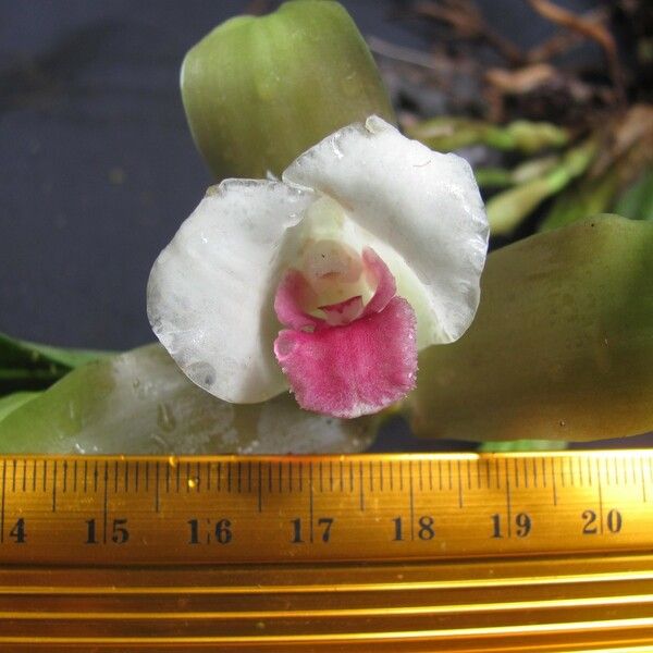 Orchid (Lycaste Puntarenasensis) Plant Care & How to Grow, Water