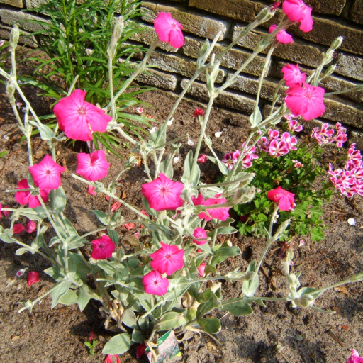 Rose Campion (Lychnis Coronaria) Plant Care & How to Grow, Water