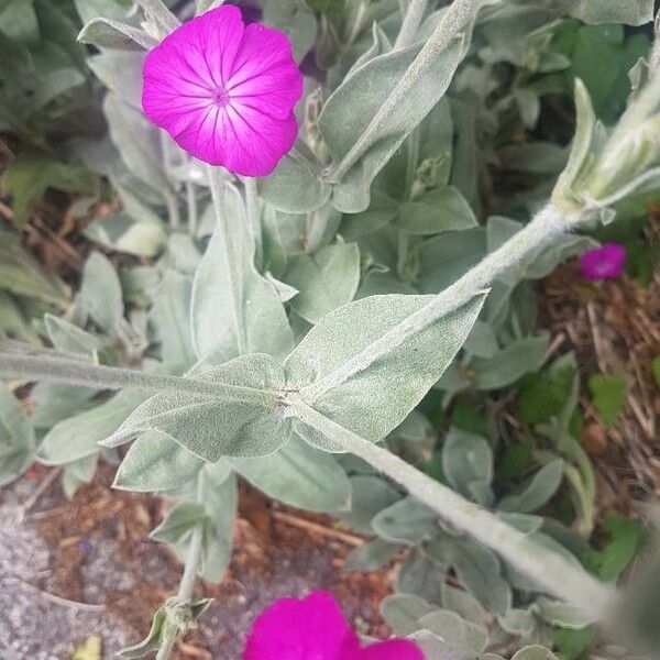 Chinese Lychnis (Lychnis Coronata) Care Guide: Water, Soil ...